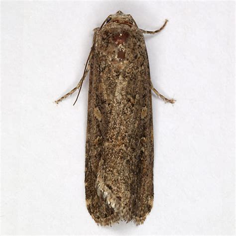 Spodoptera Exigua Spodoptera Exigua Bugguidenet