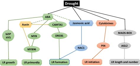 Interactions Between Hormones Transcription Factors Tfs And Genes