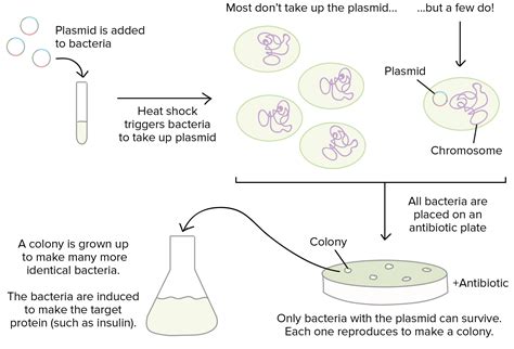DIAGRAM Streptococcal Bacteria Reproduction Diagram MYDIAGRAM ONLINE