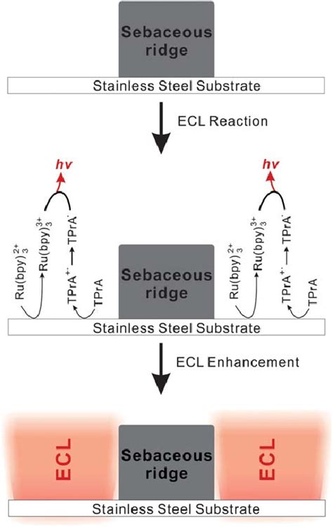 reverse enhancement of latent fingerprint by ecl download scientific