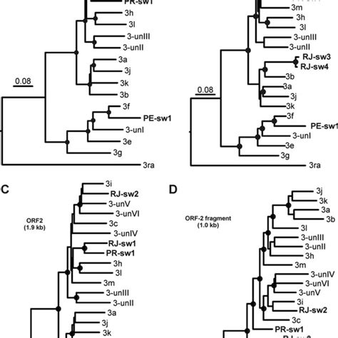 Phylogenetic Tree Based On Nucleotide Sequences Of Nearly Complete Download Scientific Diagram