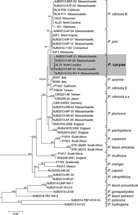 Maximum Likelihood Tree Based On Nadh1 Cox1 Sequences Bootstrap
