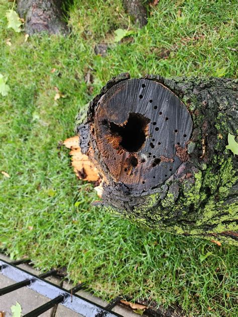 Fallen Branch Rarborists