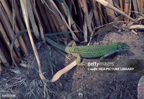 European Green Lizard Photos And Premium High Res Pictures Getty Images