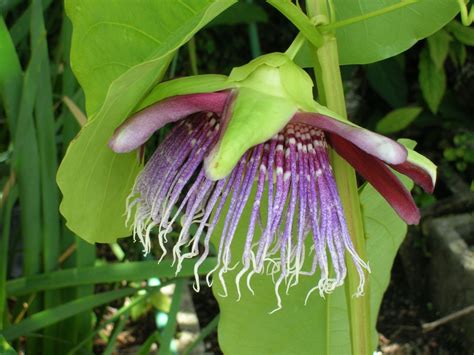 Passiflora Quadrangularis Giant Granadilla2 Richard Lyons Nursery Inc