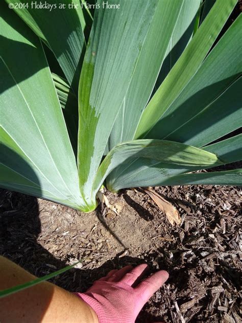 Holidays At The Harris Home How To Divide Irises