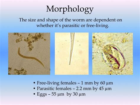 Ppt Strongyloides Stercoralis Threadworm Powerpoint Presentation