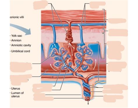 Structure Of Placenta Book Quiz