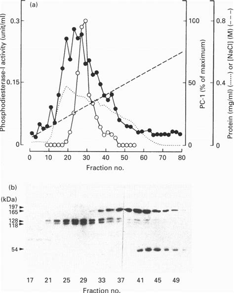 Elution Of Phosphodiesterase L Activity And Of Pc 1 From Deaesephadex Download Scientific