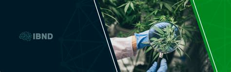 Uso Medicinal Da Cannabis Entenda Blog Ibnd