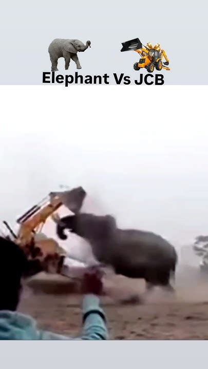 Jcb Vs Elephant 🔥 Wwe Fight Jcb Elephant Vs Shorts Reels
