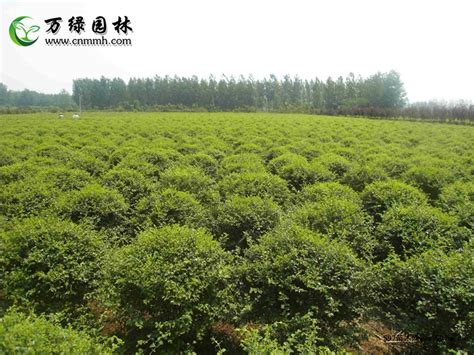 苗圃基地效果图 苗圃效果图 苗圃基地 文秘苑图库