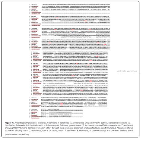 Analysis Of Sos1 Promoter In Various Plant Species For Wrky
