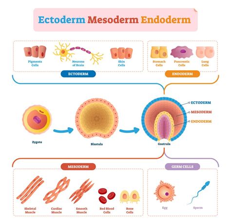 Mesoderm Pengertian And Organ Tubuh Yang Terbentuk Dari Lapisan Mesoderm