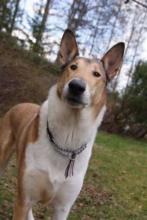 Smooth Collie Alchetron The Free Social Encyclopedia