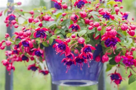 Potted Fuchsia Plants For Sale Back Gardener Potted Fuchsia Plants For Sale Back Gardener
