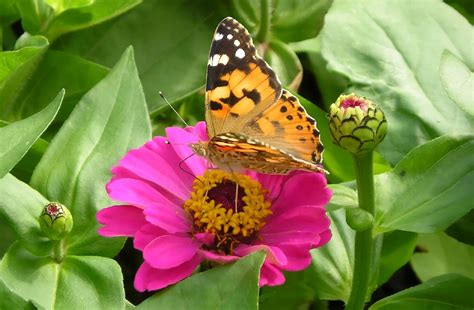 Пазл бабочка и цветок разгадать онлайн из раздела Животные бесплатно