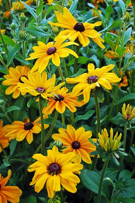 Perennial Flowers For A Stunning Design