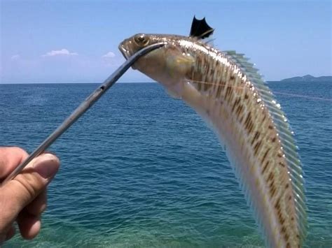 Експерт Три вида отровни риби живеят в Черно море