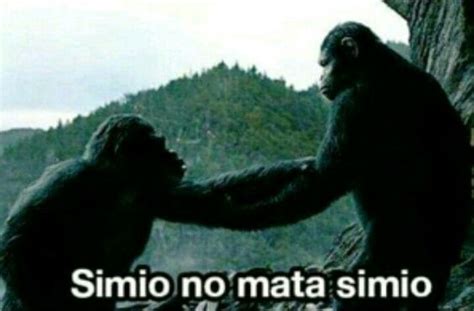 Simio No Mata Simio Memes Memes Divertidos Memes De Coches