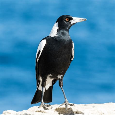 Top 23 Birds That Start With A Richmond Mom