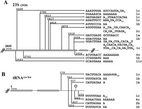 Sequences From Cloned 3 Ends Of Stable Rnas A 23s Rrna B Trna