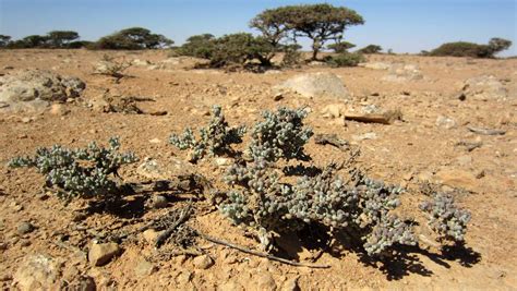 More Omanplantsoma 1779