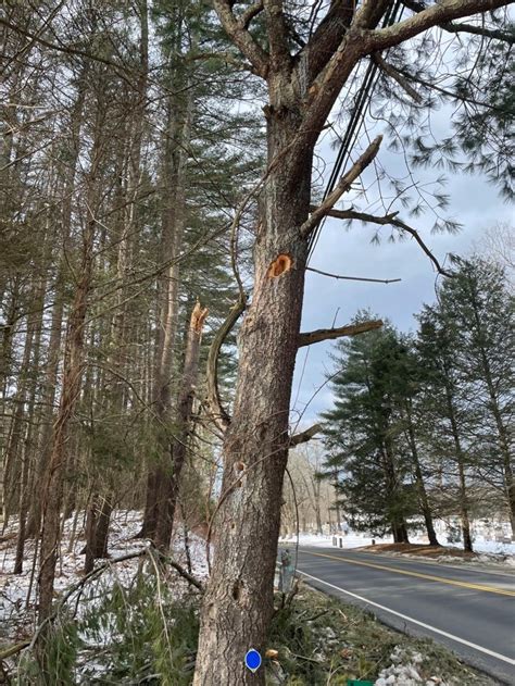 How Defects Increase Likelihood Of Tree Failure