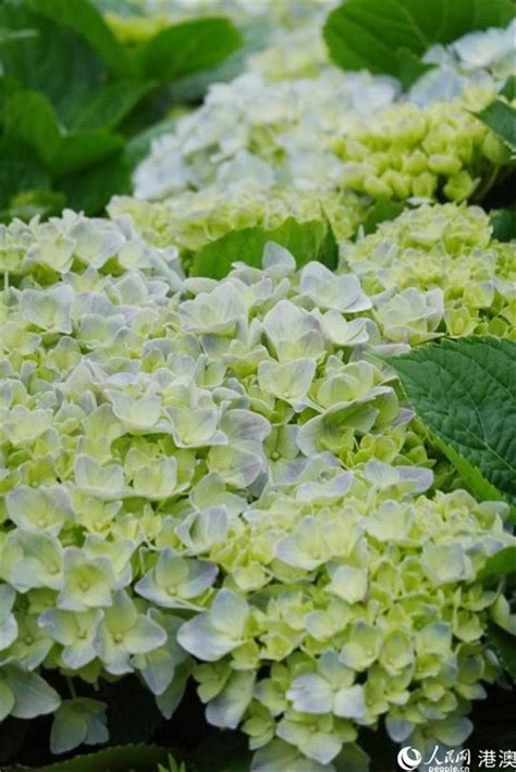 组图春和景明 花团锦簇2024年香港花卉展览开幕 严小晶 陈晓琳 吴宇