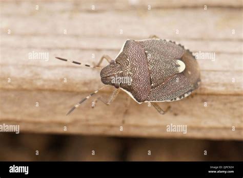 Closeup On The Small Mediterranean Pentatomid Shield Bug Holcostethus
