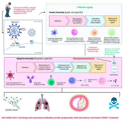 Alteration Of The Immune System In The Aged Population And Connection Download Scientific