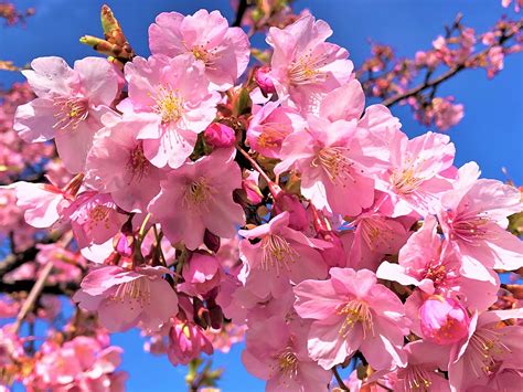 「河津桜」が満開で今がおすすめ！灘の西郷川河口公園でお花見を楽しんできた！ 河津桜 お花見 西郷川河口公園 神戸散策 神戸観光 神戸市灘区 東灘ジャーナル