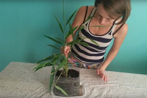 როგორ გავზარდოთ ჯანჯაფილი ფანჯრის რაფაზე და ბაღში