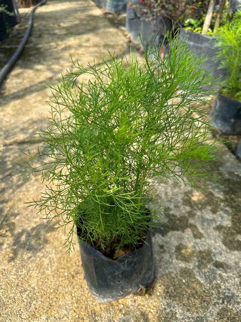 Pokok Halau Nyamuk Artemisia Scoparia Fragrant Live Plant Dill