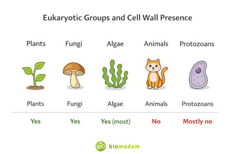 Do Eukaryotes Have A Cell Wall Clear Answer And Examples