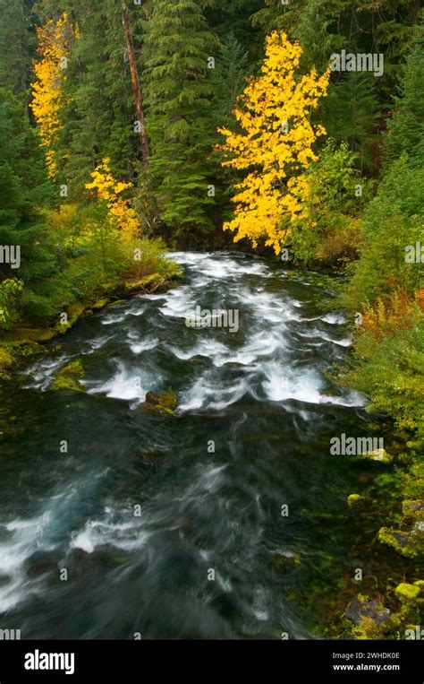 Upper Mckenzie River In Autumn Mckenzie Wild And Scenic River