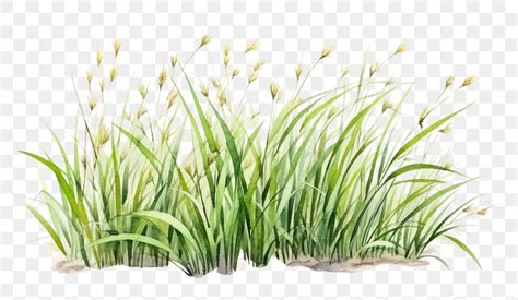 Png Grass Plant Tranquility Wheatgrass Premium Png Rawpixel