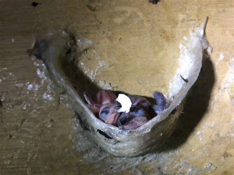 Ecology Of Swiftlets For Commercial Edible Birds Nests Avian Science Institute