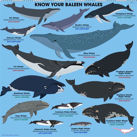 Pin By Kayleigh Last Name On Zoo Artic Animals Arctic Animals