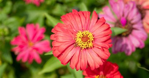 6 Fleurs à Planter En Juillet Pour Un Jardin éclatant Tout Lété