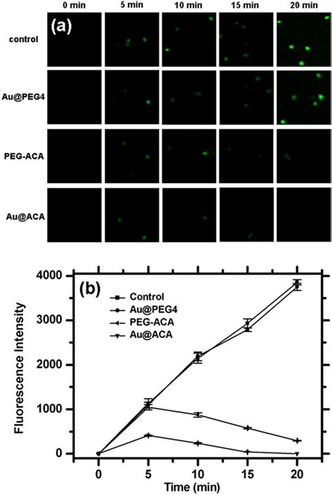 A Detection Of Bocillin Conjugated Pbps In Intact E Coli Cells