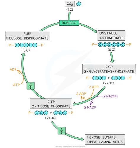 Calvin Cycle Steps