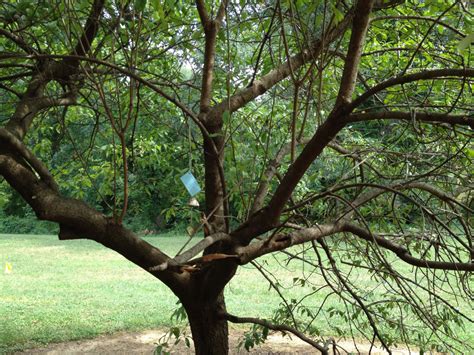 무료 이미지 숲 분기 잎 트렁크 생기게 하다 식물학 플로라 낙엽 참나무 삼림지 꽃 피는 식물 우디 식물 육상 식물 3264x2448