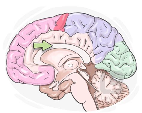 Definition And Meaning Of Corpus Callosum Langeek