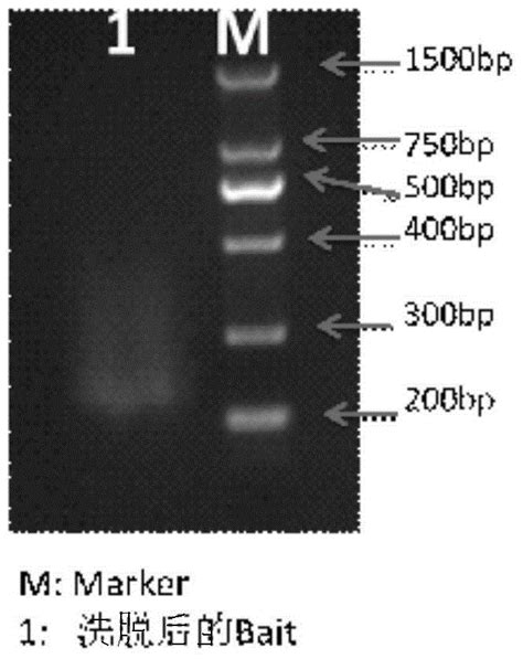 Construction Method Of Whole Genome Exon Sequence Capture Probe Eureka Patsnap