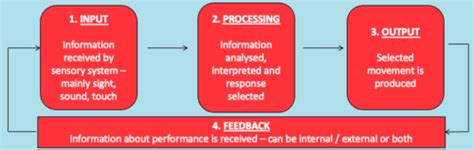 The Information Processing Model Of Learning Types Of Cues Feedback Flashcards Quizlet