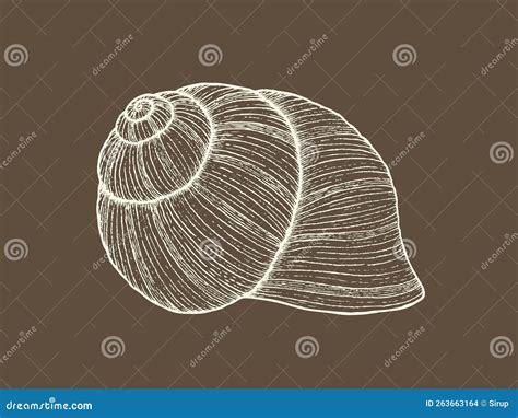Snail Shell Vector At Hayden Cutlack Blog