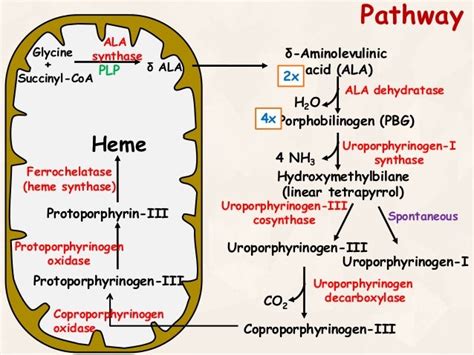 Heme Biosynthesis And Its Disorders Porphyria