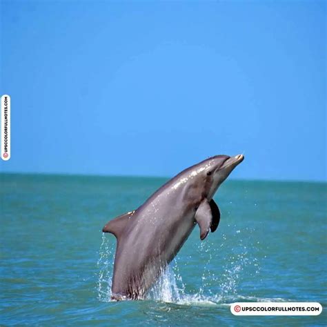 Project Dolphin Gets Focus As Tamil Nadu Rolls Out Conservation Initiative UPSC Colorfull Notes