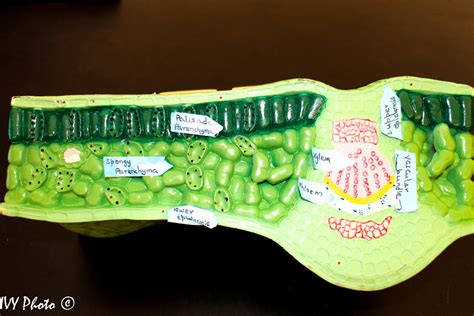 Dicot Leaf Model Diagram Quizlet